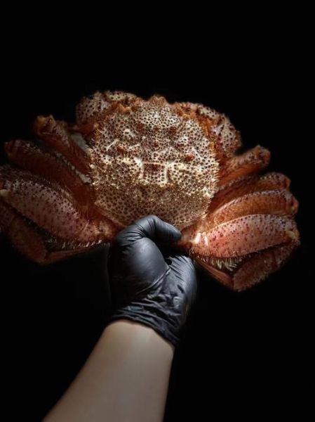 红毛蟹产地在哪里_红毛蟹和帝王蟹区别-第1张图片-山城妙识 红毛蟹产地在哪里_红毛蟹和帝王蟹区别-第1张图片-山城妙识