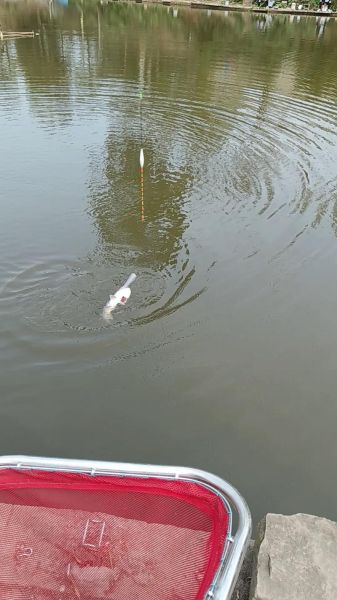 鸭嘴鱼好吃吗_鸭嘴鱼口感怎么样-第2张图片-山城妙识 鸭嘴鱼好吃吗_鸭嘴鱼口感怎么样-第2张图片-山城妙识