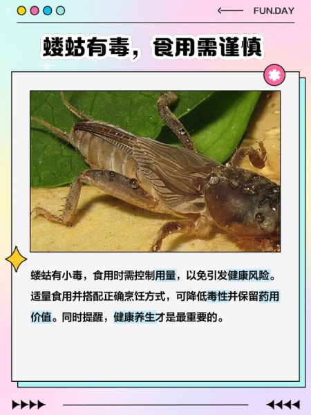 蝼蛄图片与作用_蝼蛄有什么功效-第1张图片-山城妙识 蝼蛄图片与作用_蝼蛄有什么功效-第1张图片-山城妙识