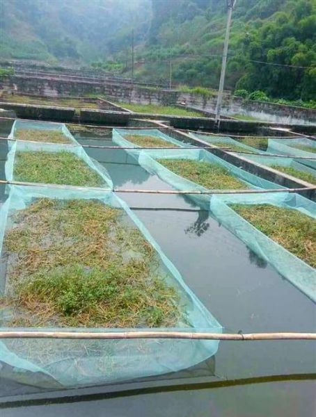 土池塘黄鳝养殖技术_如何提高成活率-第2张图片-山城妙识 土池塘黄鳝养殖技术_如何提高成活率-第2张图片-山城妙识