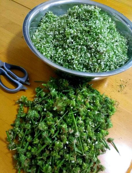 韭菜花酱怎么腌制_韭菜花酱的做法窍门-第3张图片-山城妙识 韭菜花酱怎么腌制_韭菜花酱的做法窍门-第3张图片-山城妙识