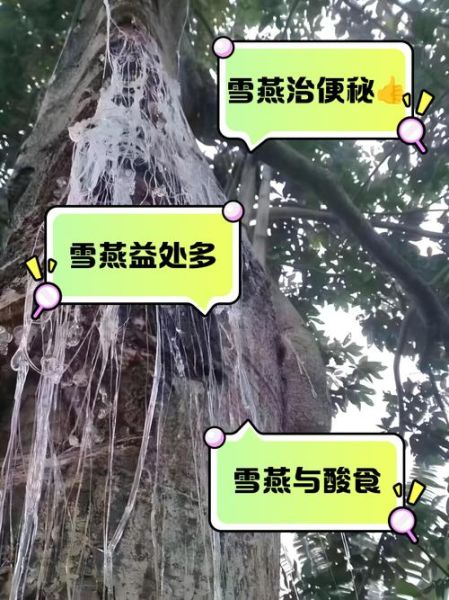 雪燕的功效与副作用_雪燕怎么吃才安全-第1张图片-山城妙识 雪燕的功效与副作用_雪燕怎么吃才安全-第1张图片-山城妙识