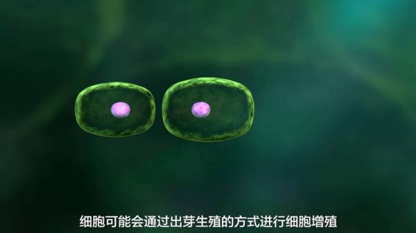 酵母菌如何繁殖_酵母菌繁殖方式有哪些-第1张图片-山城妙识