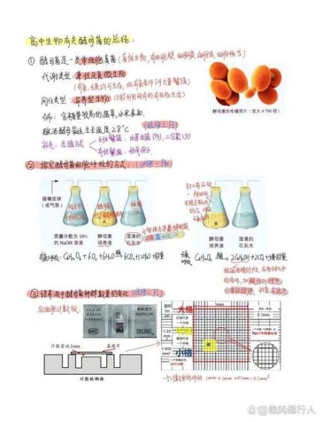 酵母菌如何繁殖_酵母菌繁殖方式有哪些-第2张图片-山城妙识