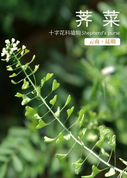 荠菜图片功效与作用_荠菜怎么吃最营养-第2张图片-山城妙识