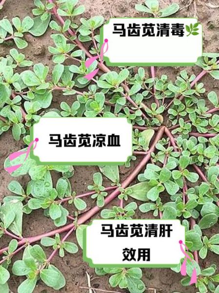 马齿苋能治前列腺炎吗_前列腺炎吃马齿苋多久见效-第1张图片-山城妙识 马齿苋能治前列腺炎吗_前列腺炎吃马齿苋多久见效-第1张图片-山城妙识