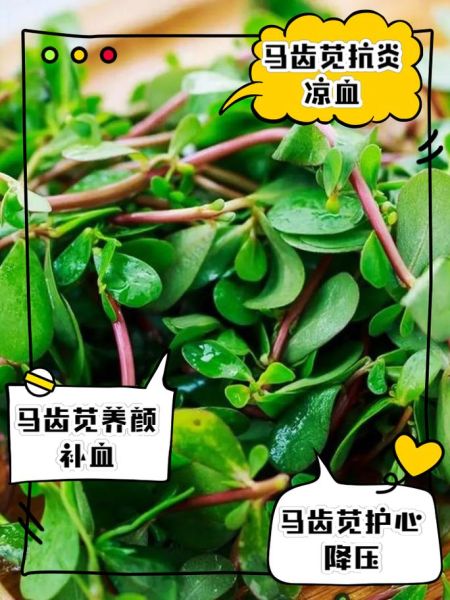 马齿苋能治前列腺炎吗_前列腺炎吃马齿苋多久见效-第3张图片-山城妙识 马齿苋能治前列腺炎吗_前列腺炎吃马齿苋多久见效-第3张图片-山城妙识