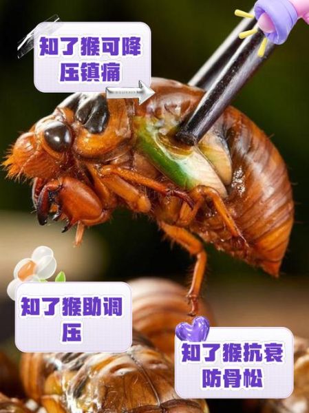 知了猴能吃吗_知了猴怎么吃安全-第1张图片-山城妙识 知了猴能吃吗_知了猴怎么吃安全-第1张图片-山城妙识
