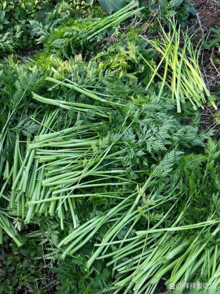 野生水芹菜图片大全_如何分辨真假水芹菜-第3张图片-山城妙识 野生水芹菜图片大全_如何分辨真假水芹菜-第3张图片-山城妙识