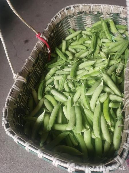 豌豆荚旧版本免费下载_豌豆荚历史版本去哪找-第2张图片-山城妙识 豌豆荚旧版本免费下载_豌豆荚历史版本去哪找-第2张图片-山城妙识