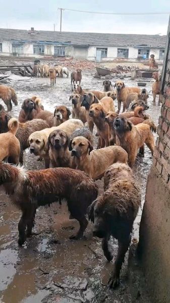肉狗养殖场赚钱吗_肉狗养殖成本利润分析-第2张图片-山城妙识