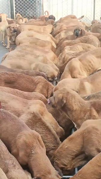 肉狗养殖场赚钱吗_肉狗养殖成本利润分析-第3张图片-山城妙识