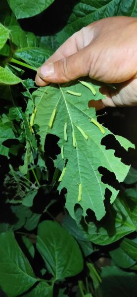 豆丹虫养殖技术_豆丹虫养殖前景怎么样-第2张图片-山城妙识 豆丹虫养殖技术_豆丹虫养殖前景怎么样-第2张图片-山城妙识