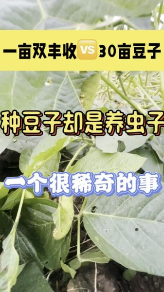 豆丹虫养殖技术_豆丹虫养殖前景怎么样-第3张图片-山城妙识 豆丹虫养殖技术_豆丹虫养殖前景怎么样-第3张图片-山城妙识