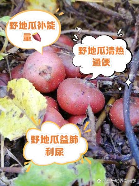 野地瓜根主治什么病_野地瓜根的功效与作用-第1张图片-山城妙识