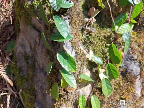 野地瓜根主治什么病_野地瓜根的功效与作用-第3张图片-山城妙识