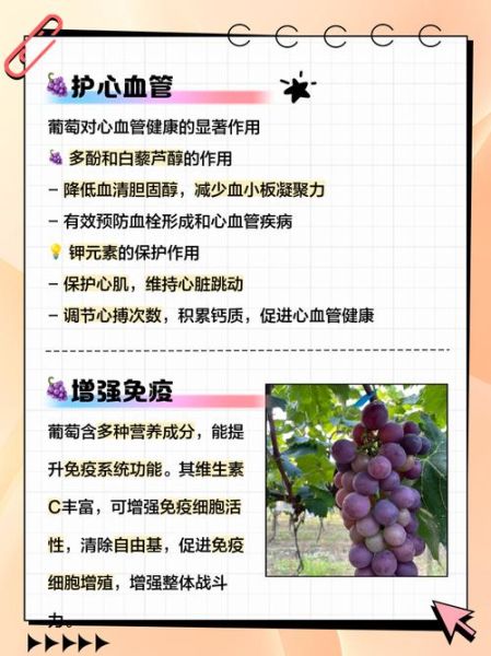 葡萄的功效与作用有哪些_吃葡萄有什么好处-第3张图片-山城妙识 葡萄的功效与作用有哪些_吃葡萄有什么好处-第3张图片-山城妙识