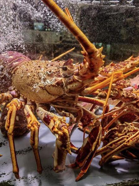 野生龙虾吃什么食物_野生龙虾的食物来源有哪些-第2张图片-山城妙识 野生龙虾吃什么食物_野生龙虾的食物来源有哪些-第2张图片-山城妙识