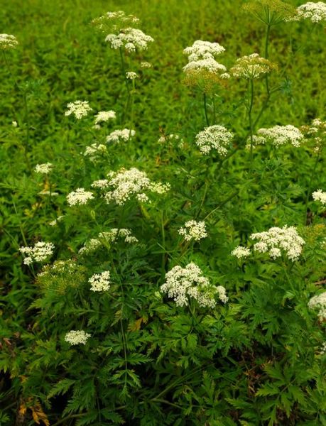 酒川芎的功效与作用_酒川芎和川芎区别-第1张图片-山城妙识 酒川芎的功效与作用_酒川芎和川芎区别-第1张图片-山城妙识