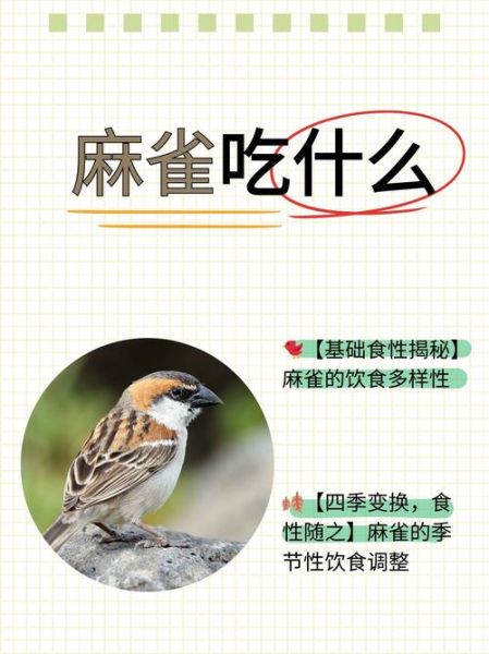 麻雀鸟吃什么_麻雀鸟怎么养-第1张图片-山城妙识
