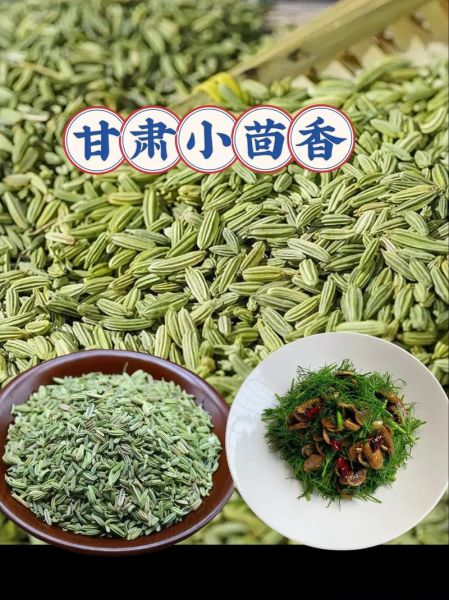 茴香菜长什么样_茴香菜怎么做好吃-第3张图片-山城妙识