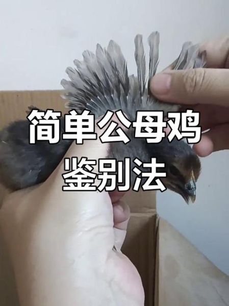 野山鸡叫声像什么_如何分辨公母-第3张图片-山城妙识 野山鸡叫声像什么_如何分辨公母-第3张图片-山城妙识