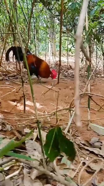 野山鸡叫声像什么_如何分辨公母-第2张图片-山城妙识 野山鸡叫声像什么_如何分辨公母-第2张图片-山城妙识