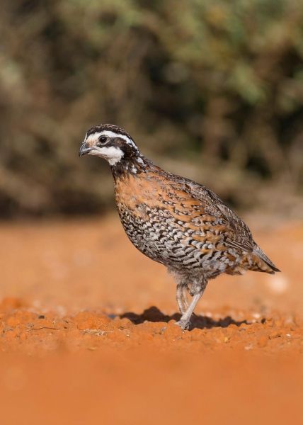 鹌鹑鸟图片怎么拍_鹌鹑鸟图片高清大全-第1张图片-山城妙识 鹌鹑鸟图片怎么拍_鹌鹑鸟图片高清大全-第1张图片-山城妙识