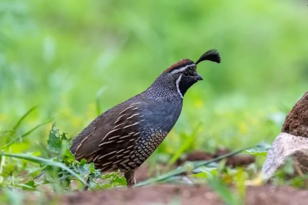 鹌鹑鸟图片怎么拍_鹌鹑鸟图片高清大全-第2张图片-山城妙识 鹌鹑鸟图片怎么拍_鹌鹑鸟图片高清大全-第2张图片-山城妙识