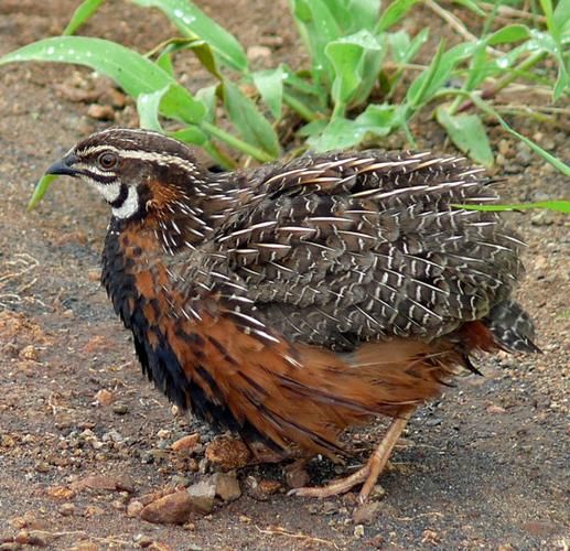 鹌鹑鸟图片怎么拍_鹌鹑鸟图片高清大全-第3张图片-山城妙识 鹌鹑鸟图片怎么拍_鹌鹑鸟图片高清大全-第3张图片-山城妙识