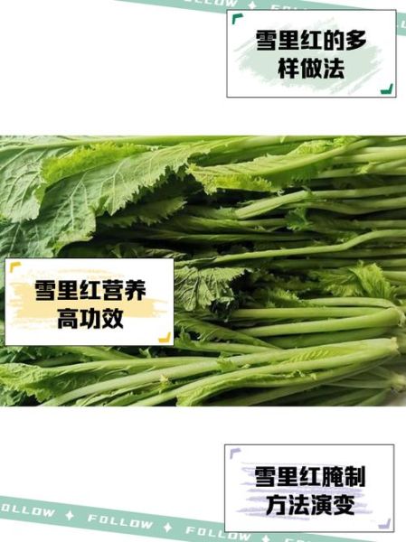 雪里红菜怎么腌制_雪里红菜的营养价值-第2张图片-山城妙识 雪里红菜怎么腌制_雪里红菜的营养价值-第2张图片-山城妙识