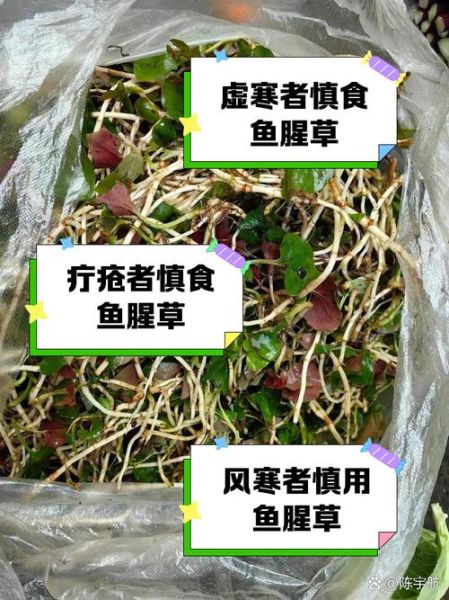 鱼腥草不能和什么一起吃_鱼腥草吃法大忌有哪些-第1张图片-山城妙识