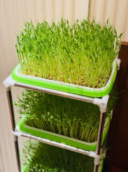 豌豆芽怎么种_豌豆芽营养价值高吗-第2张图片-山城妙识