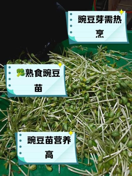 豌豆芽怎么种_豌豆芽营养价值高吗-第3张图片-山城妙识