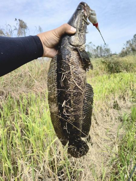 路亚黑鱼几月份最好_黑鱼开口时间-第3张图片-山城妙识 路亚黑鱼几月份最好_黑鱼开口时间-第3张图片-山城妙识