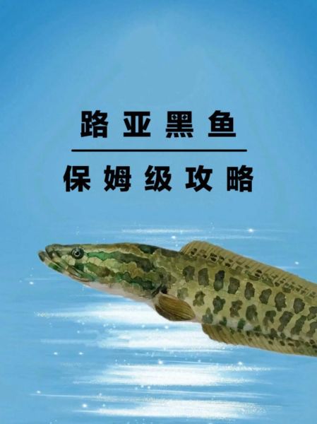 路亚黑鱼几月份最好_黑鱼开口时间-第1张图片-山城妙识 路亚黑鱼几月份最好_黑鱼开口时间-第1张图片-山城妙识