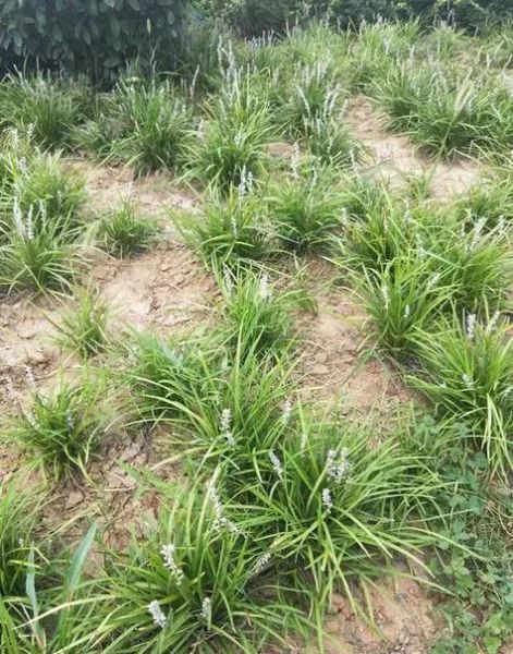 麦冬草盆栽怎么养_麦冬草盆栽图片欣赏-第1张图片-山城妙识 麦冬草盆栽怎么养_麦冬草盆栽图片欣赏-第1张图片-山城妙识