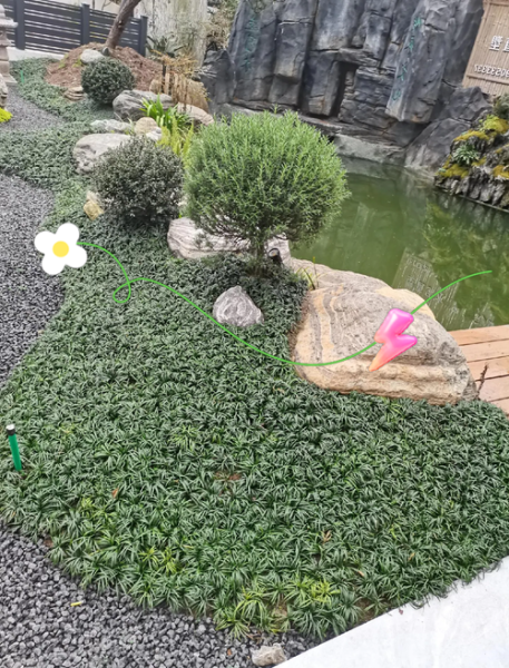 麦冬草盆栽怎么养_麦冬草盆栽图片欣赏-第3张图片-山城妙识 麦冬草盆栽怎么养_麦冬草盆栽图片欣赏-第3张图片-山城妙识