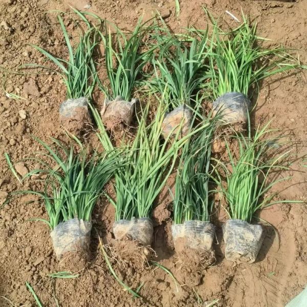 麦冬草盆栽怎么养_麦冬草盆栽图片欣赏-第2张图片-山城妙识 麦冬草盆栽怎么养_麦冬草盆栽图片欣赏-第2张图片-山城妙识