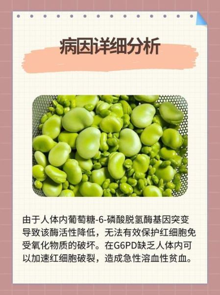 蚕豆病是一辈子的病吗_能根治吗-第3张图片-山城妙识