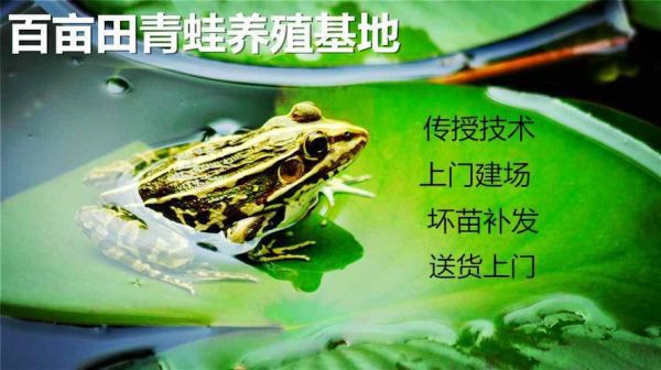 青蛙养殖需要办理哪些证件_青蛙养殖证件办理流程-第3张图片-山城妙识 青蛙养殖需要办理哪些证件_青蛙养殖证件办理流程-第3张图片-山城妙识