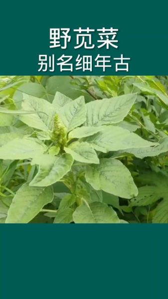 野苋菜头图片长什么样_野苋菜头怎么辨认-第1张图片-山城妙识 野苋菜头图片长什么样_野苋菜头怎么辨认-第1张图片-山城妙识