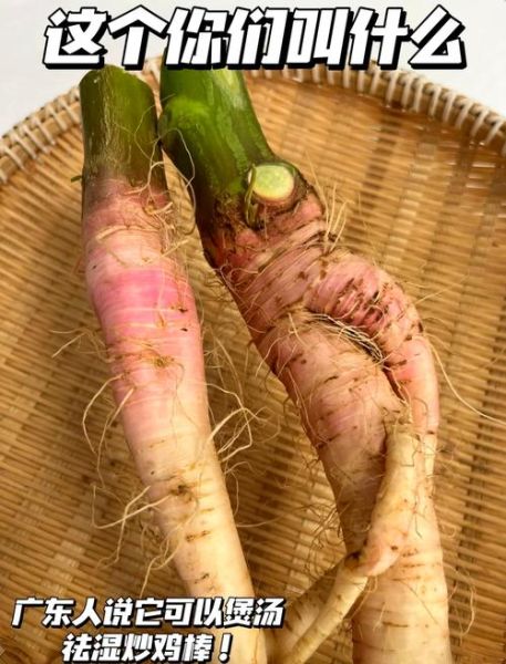 野苋菜头图片长什么样_野苋菜头怎么辨认-第3张图片-山城妙识 野苋菜头图片长什么样_野苋菜头怎么辨认-第3张图片-山城妙识