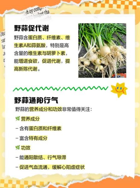 野蒜为什么有毒_野蒜中毒症状-第1张图片-山城妙识 野蒜为什么有毒_野蒜中毒症状-第1张图片-山城妙识