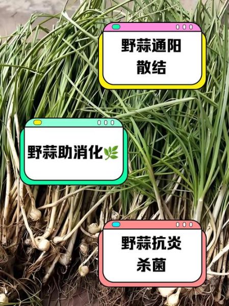 野蒜为什么有毒_野蒜中毒症状-第2张图片-山城妙识 野蒜为什么有毒_野蒜中毒症状-第2张图片-山城妙识