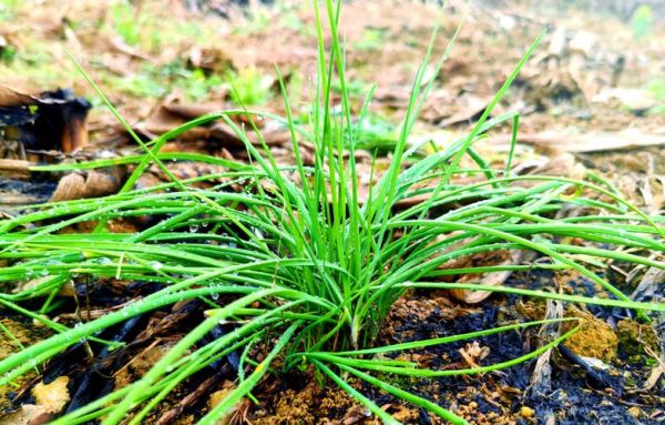 野蒜为什么有毒_野蒜中毒症状-第3张图片-山城妙识 野蒜为什么有毒_野蒜中毒症状-第3张图片-山城妙识