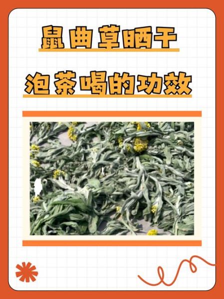 鼠曲草的功效与作用_鼠曲草可以治咳嗽吗-第1张图片-山城妙识 鼠曲草的功效与作用_鼠曲草可以治咳嗽吗-第1张图片-山城妙识