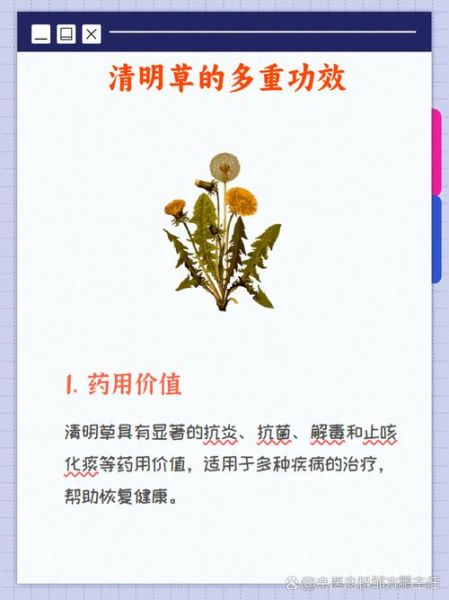 鼠曲草的功效与作用_鼠曲草可以治咳嗽吗-第3张图片-山城妙识 鼠曲草的功效与作用_鼠曲草可以治咳嗽吗-第3张图片-山城妙识