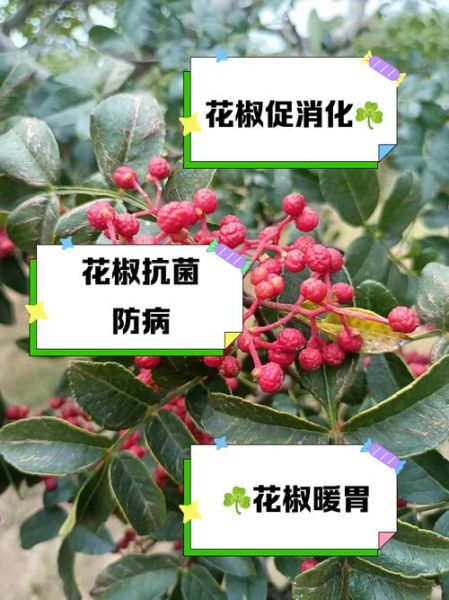 长期吃花椒的坏处_花椒吃多了有什么副作用-第1张图片-山城妙识 长期吃花椒的坏处_花椒吃多了有什么副作用-第1张图片-山城妙识