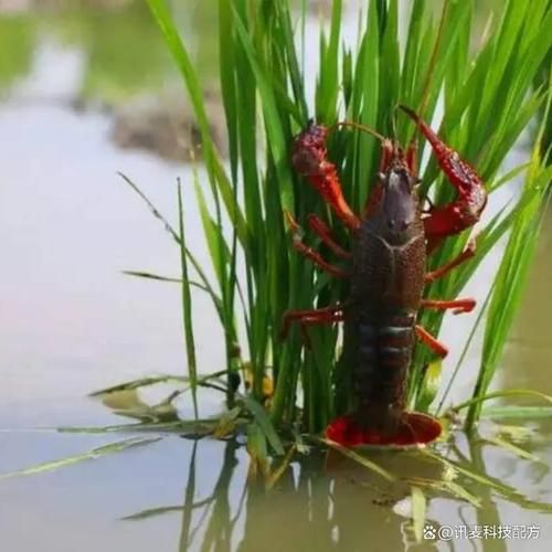 小龙虾养殖技术大全_水稻田能养小龙虾吗-第1张图片-山城妙识 小龙虾养殖技术大全_水稻田能养小龙虾吗-第1张图片-山城妙识